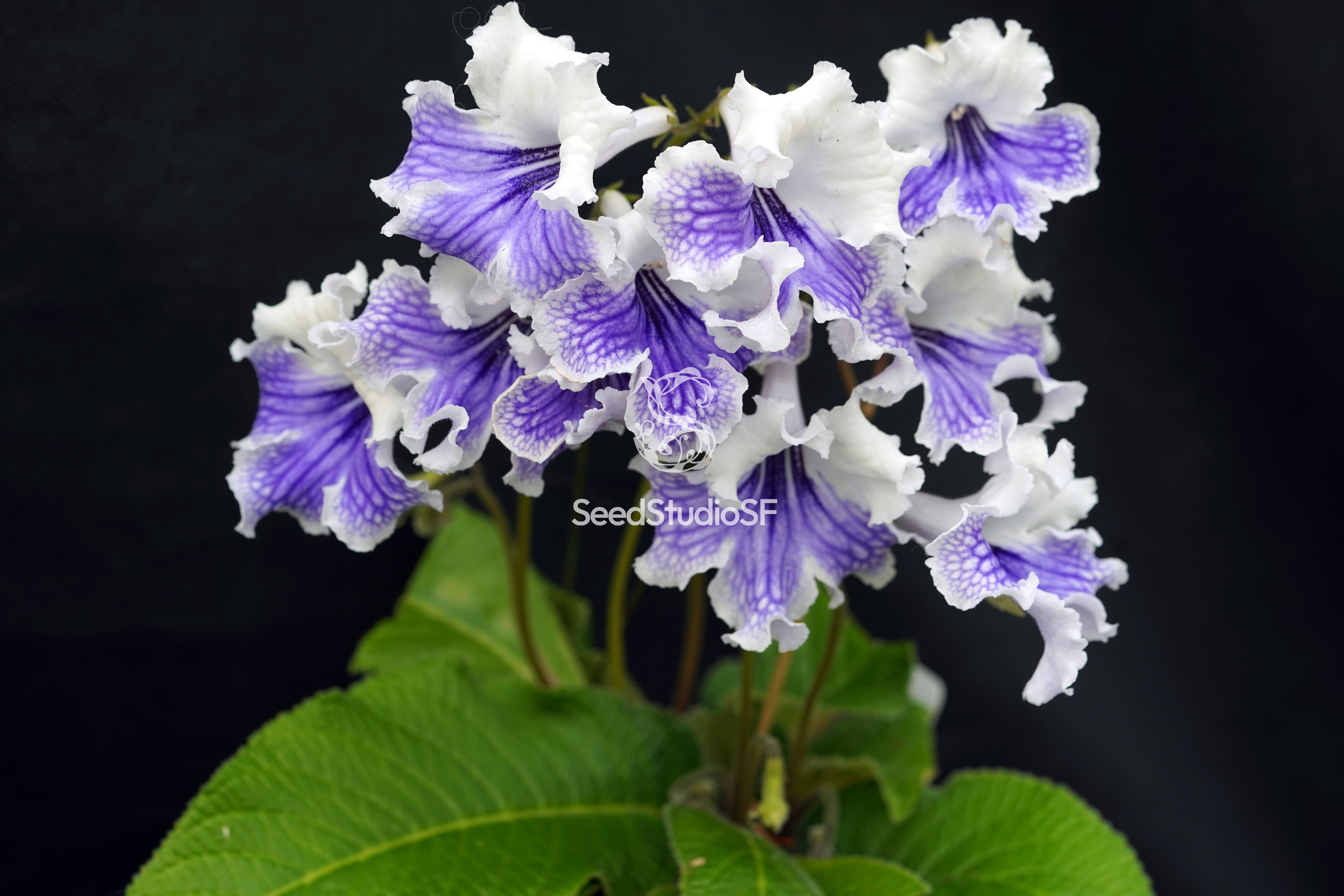 Streptocarpus Leaf Collection – SEED STUDIO COLLECTIONS