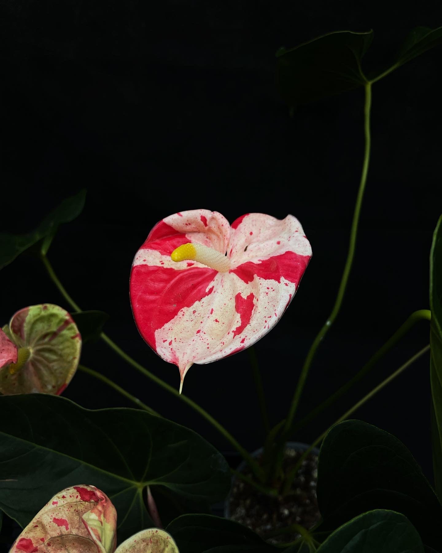 Anthurium Collections – SEED STUDIO COLLECTIONS