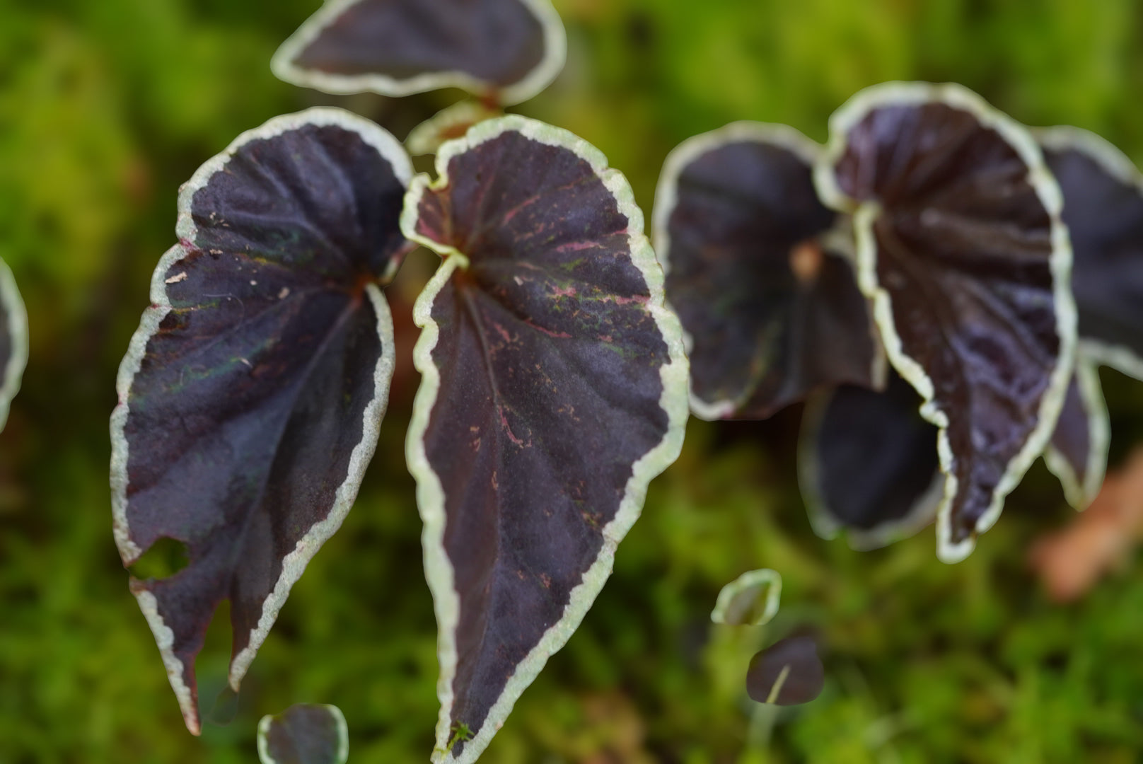 Begonia Collections – SEED STUDIO COLLECTIONS