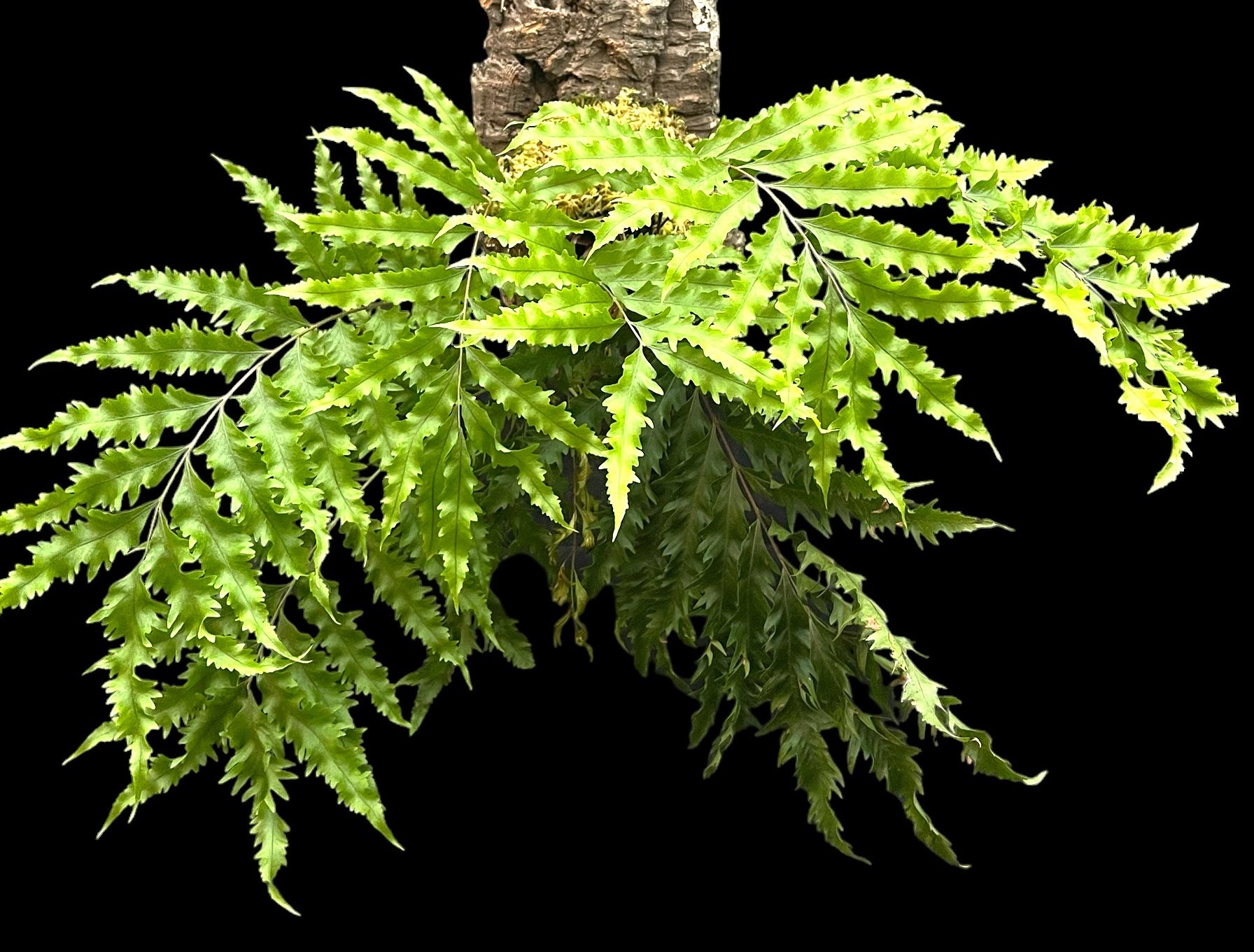 Fern Collections – SEED STUDIO COLLECTIONS