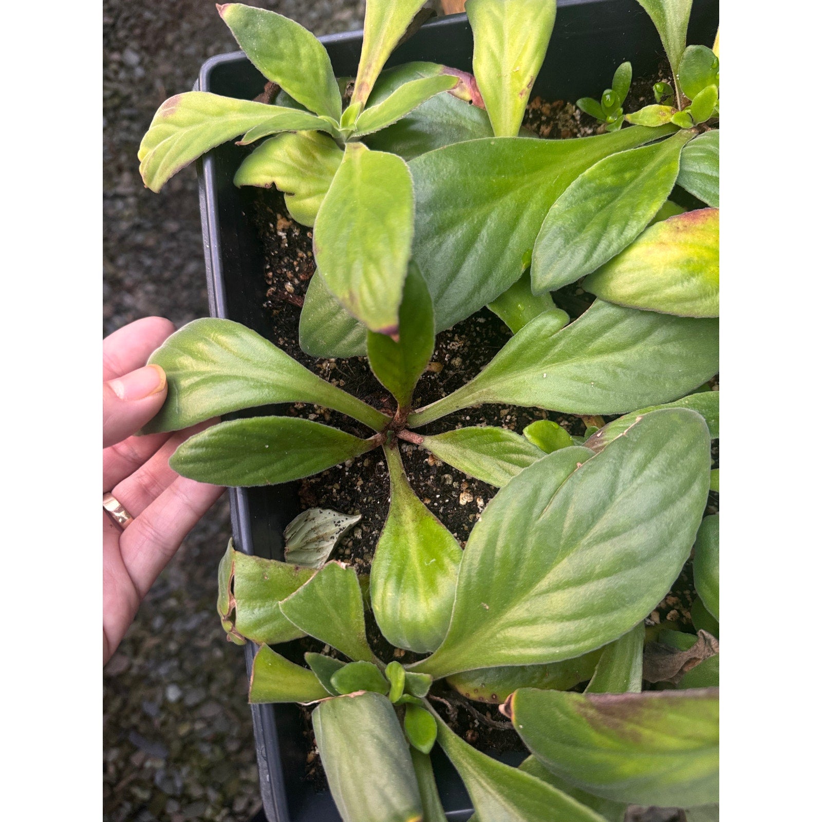 Primulina eburnea gesneriads species rare collector indoor plants ...