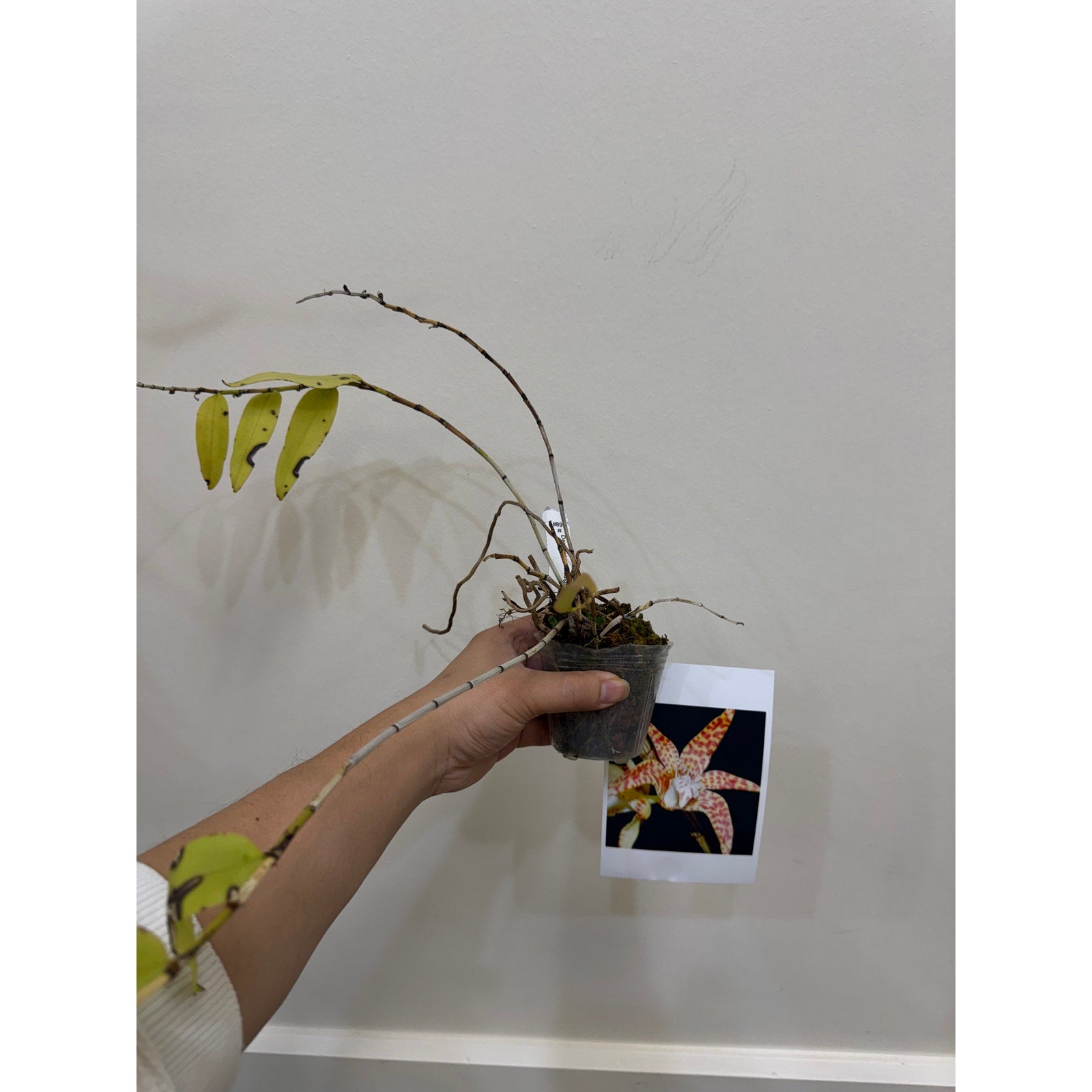 Dendrobium insigne Rare collector orchid blooming size – SEED STUDIO ...