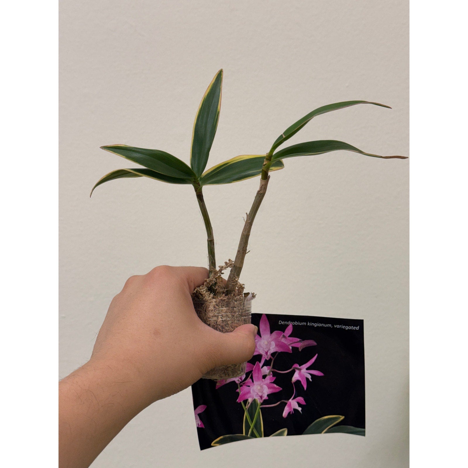 Dendrobium kingianum variegated Rare collector orchid blooming size ...