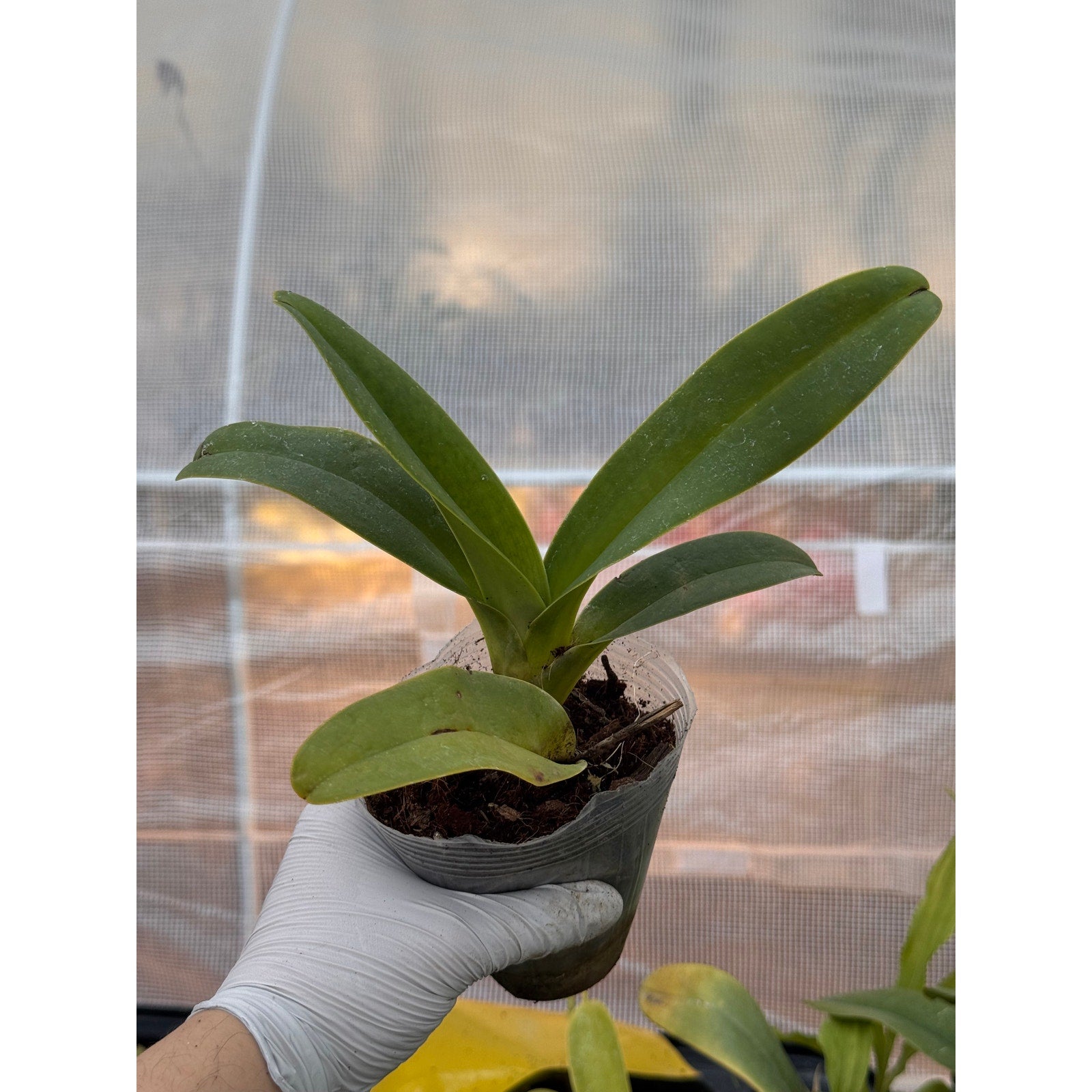 Paphiopedilum parishii Rare collector orchid blooming size – SEED ...