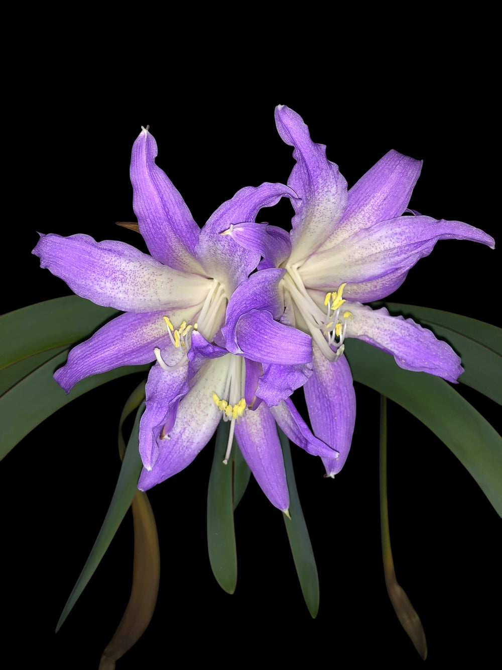 The story of Seed Studio – SEED STUDIO COLLECTIONS