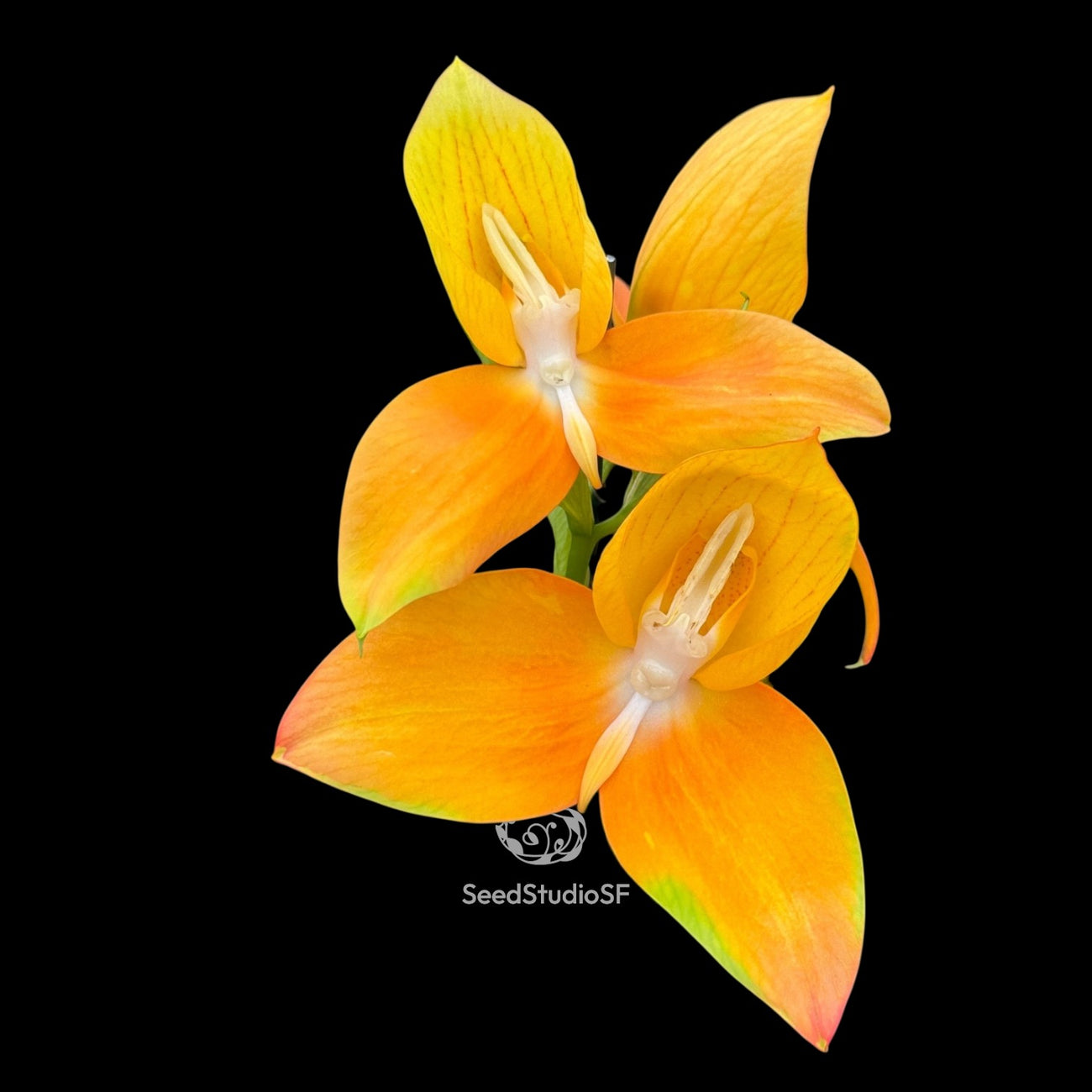 Disa Orchid Collections – awarded, selected varieties. – SEED STUDIO ...