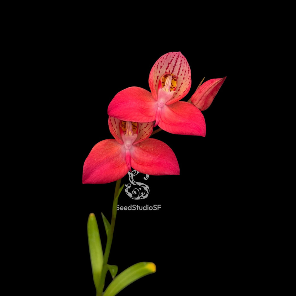 Disa Orchid Collections – awarded, selected varieties. – SEED STUDIO ...