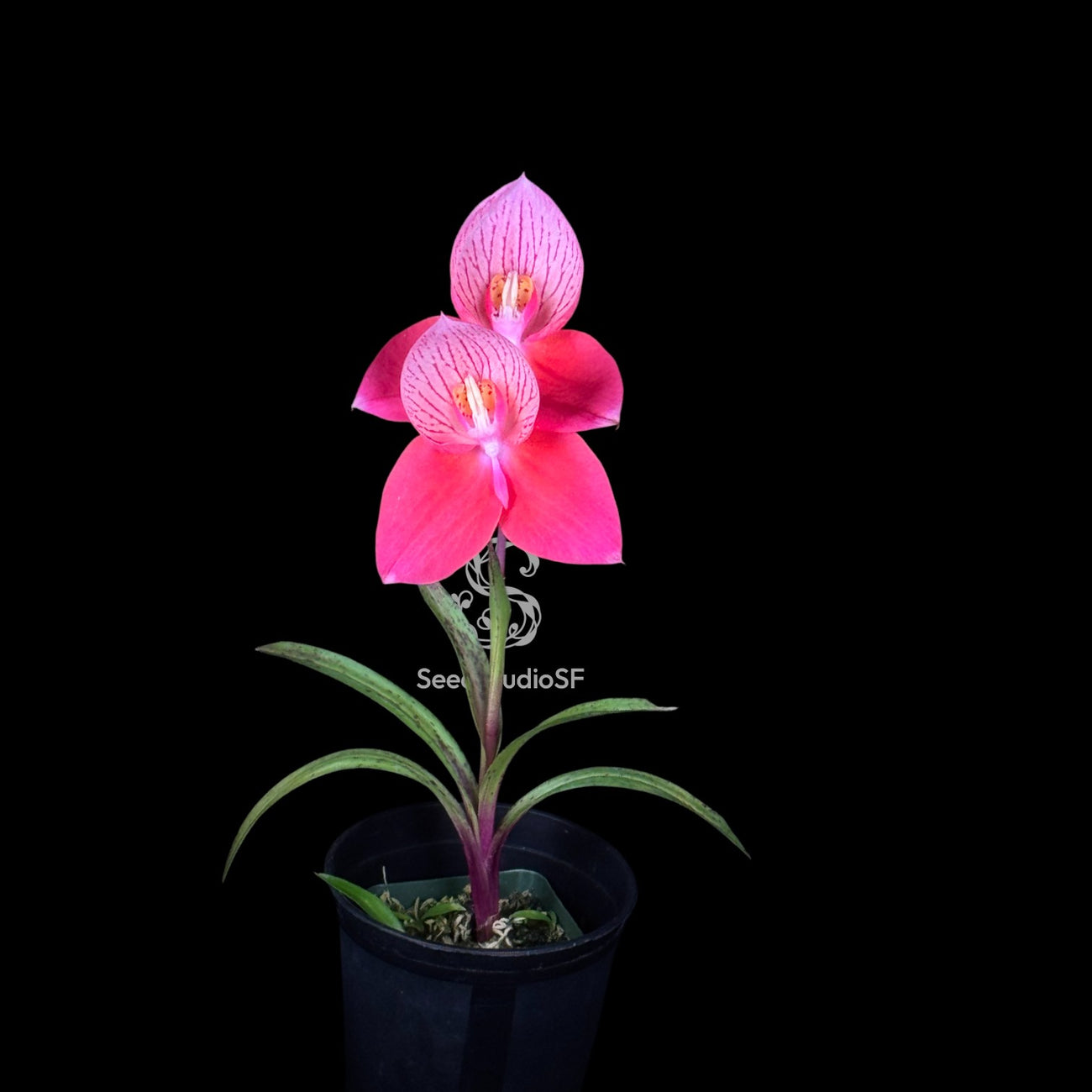 Disa Orchid Collections – awarded, selected varieties. – SEED STUDIO ...