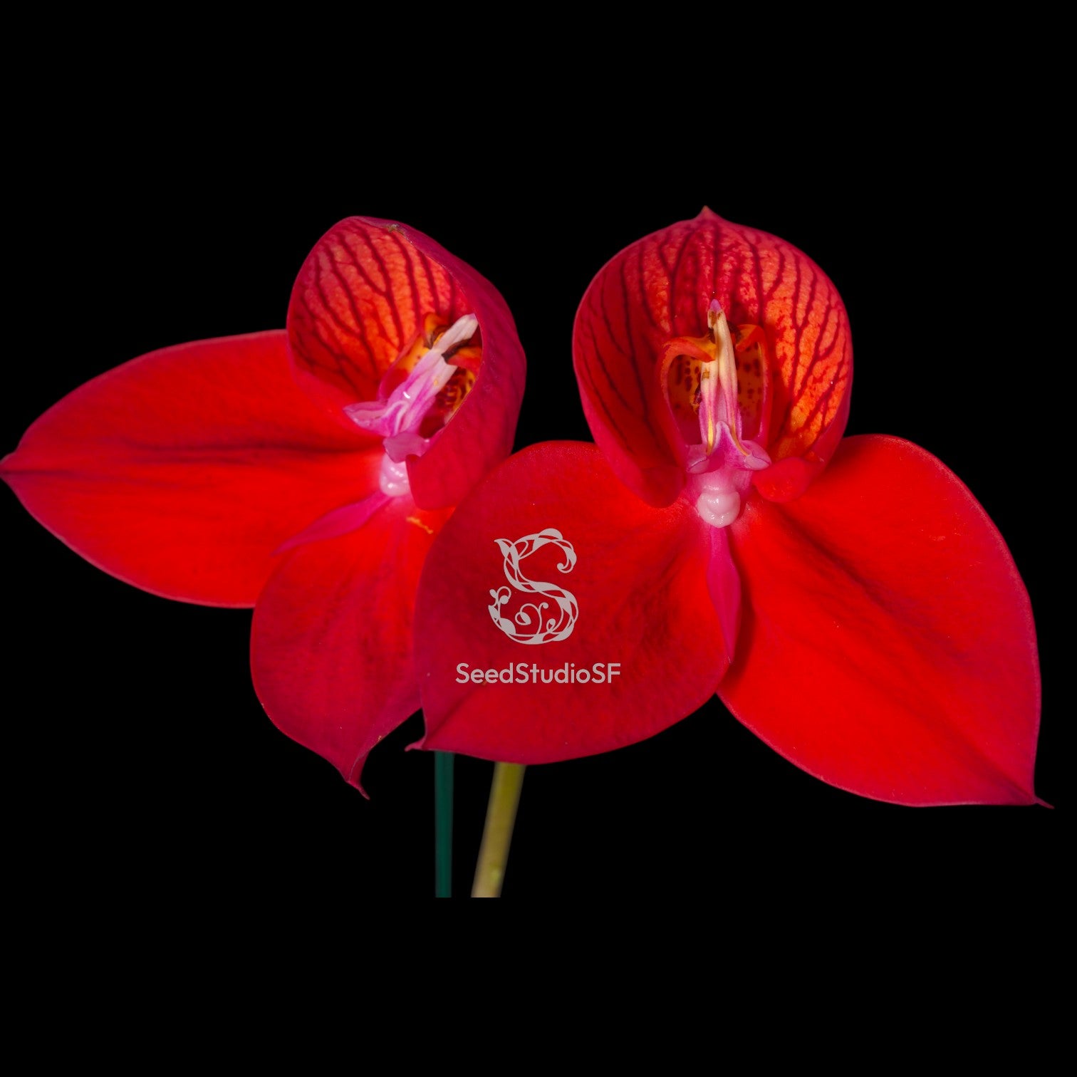 Disa Orchid Collections – awarded, selected varieties. – SEED STUDIO ...