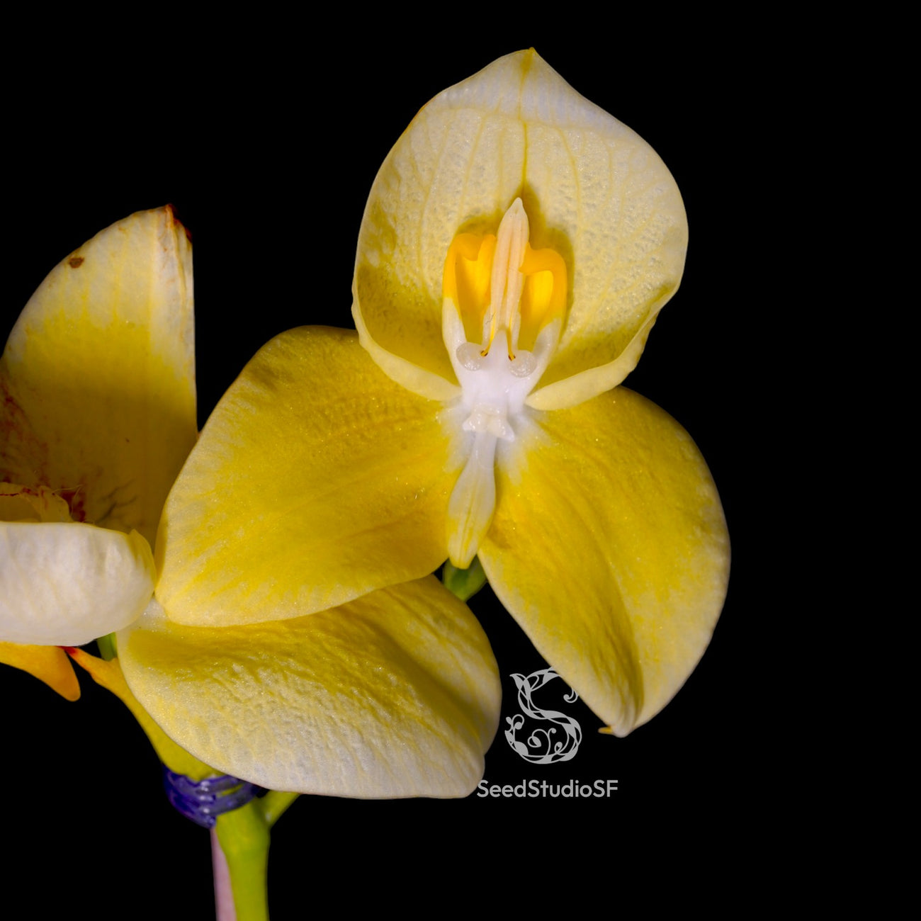 Disa Orchid Collections – awarded, selected varieties. – SEED STUDIO ...