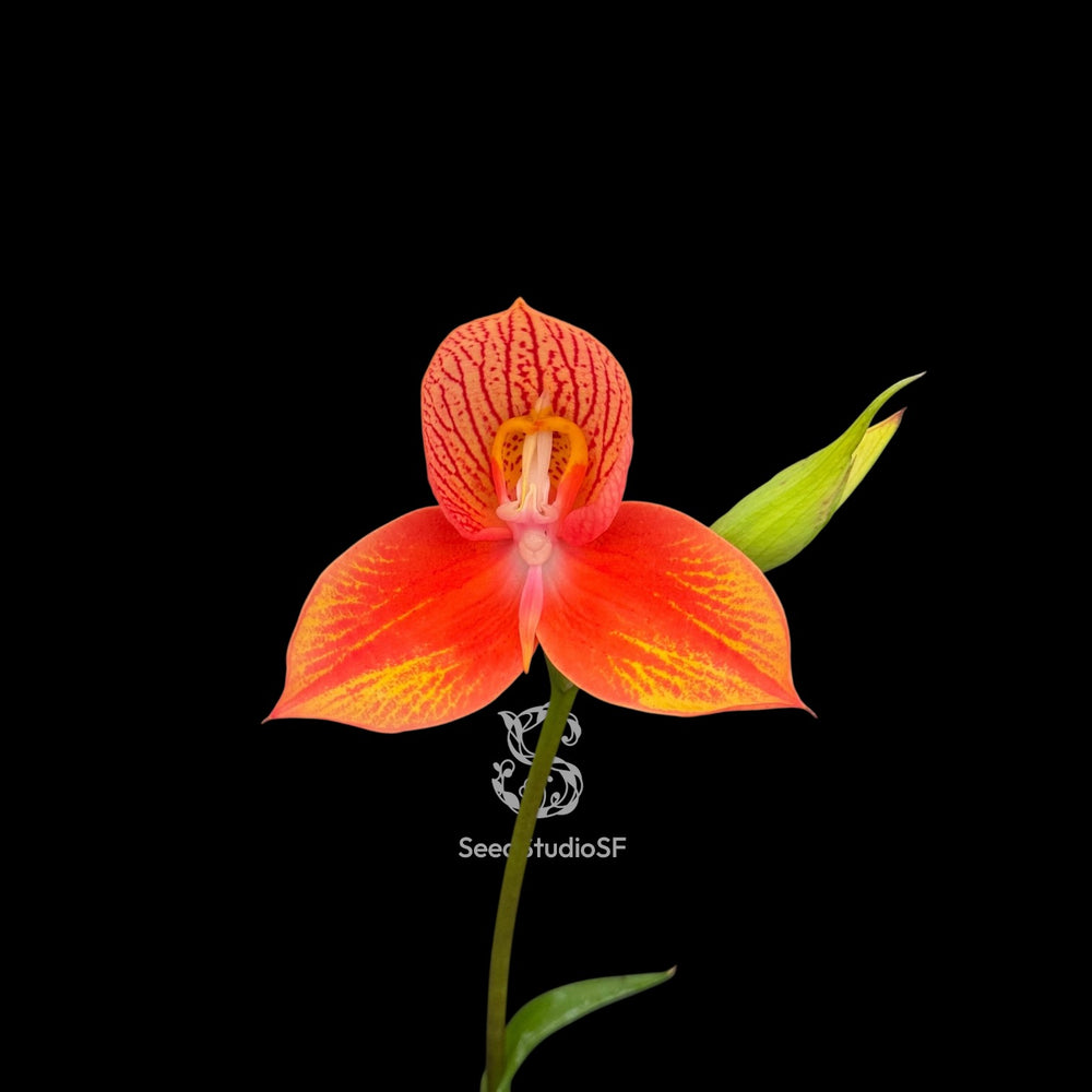 Disa Orchid Collections – awarded, selected varieties. – SEED STUDIO ...