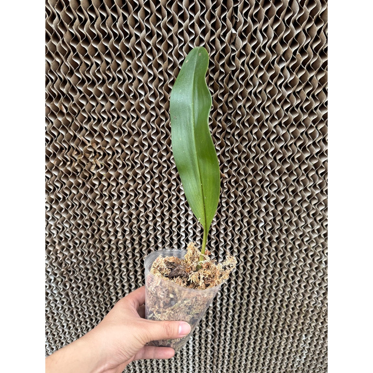 Bulbophyllum kubahense large division rare orchid most beautiful Bulb ...