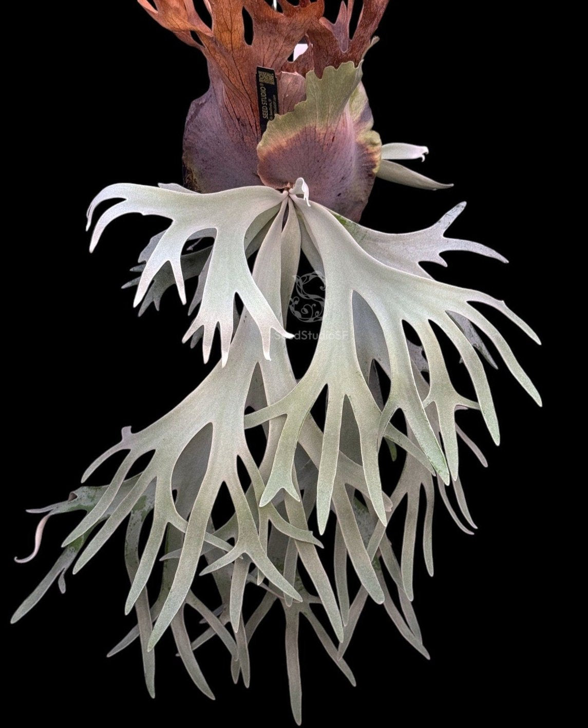 Seed Studo Rare Plants Gallery – SEED STUDIO COLLECTIONS